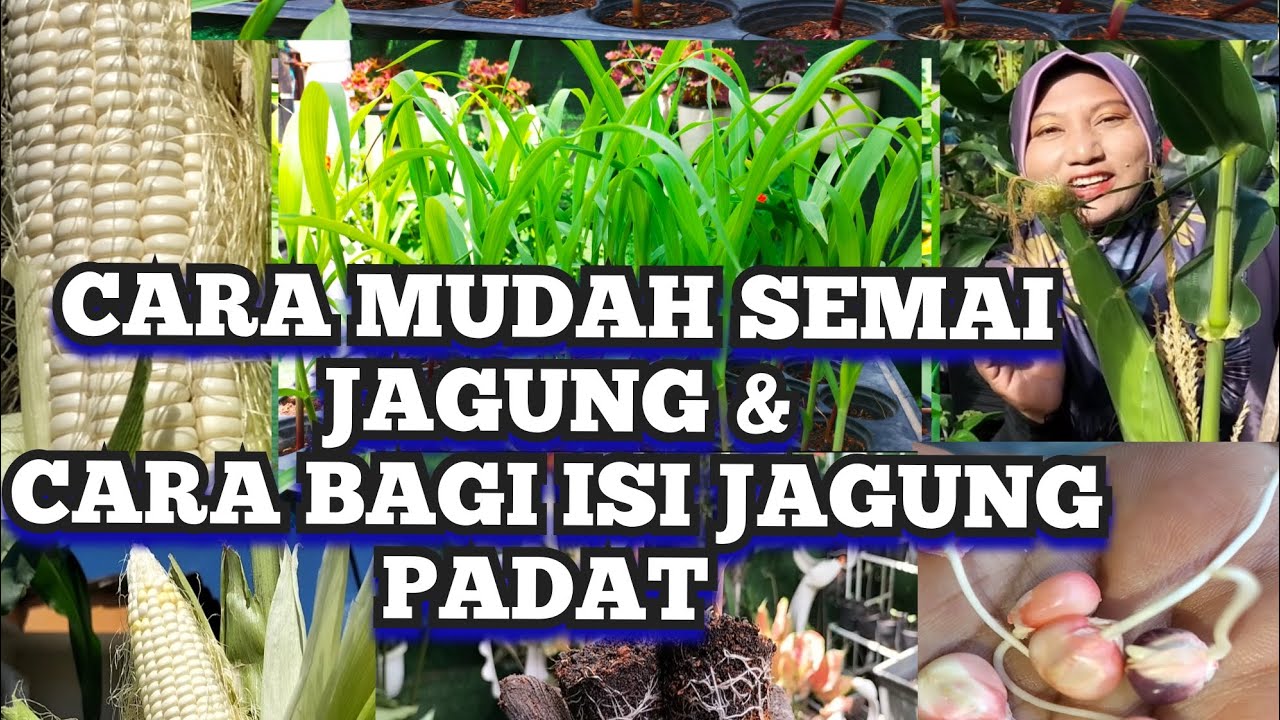 CARA SEMAI BENIH JAGUNG PALING MUDAH DAN CARA BAGI ISI JAGUNG PADAT # ...