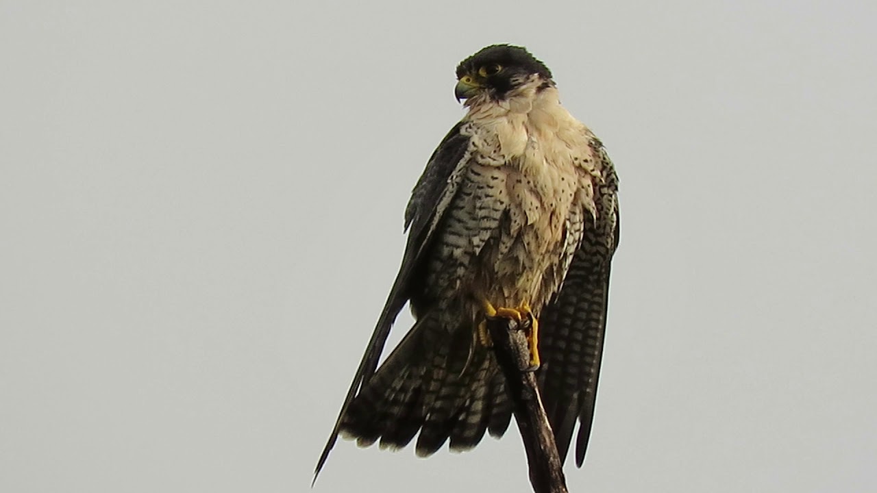 01/12/20 Peregrine Falcon (Adult Anatum) Preening by Tukwila Wa 7847 ...