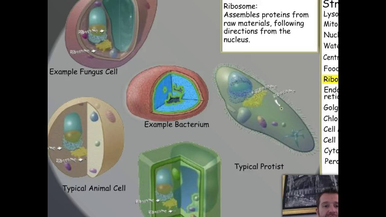 Cell Parts Review - YouTube