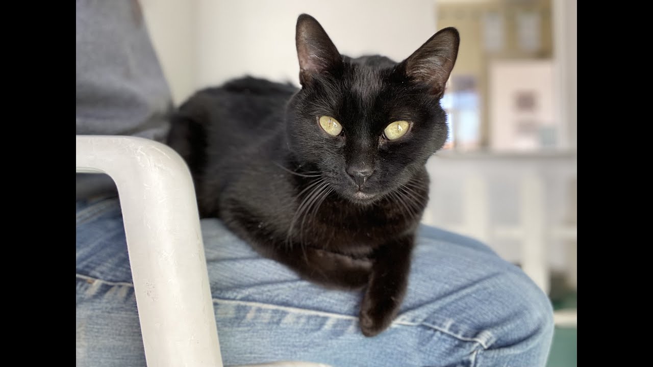 Meet adoptable cat Pumba! (ID 74588) - YouTube