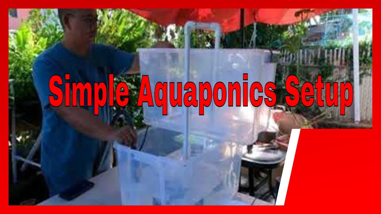 Aquaponics setup for beginners bell siphon installation and tips - YouTube
