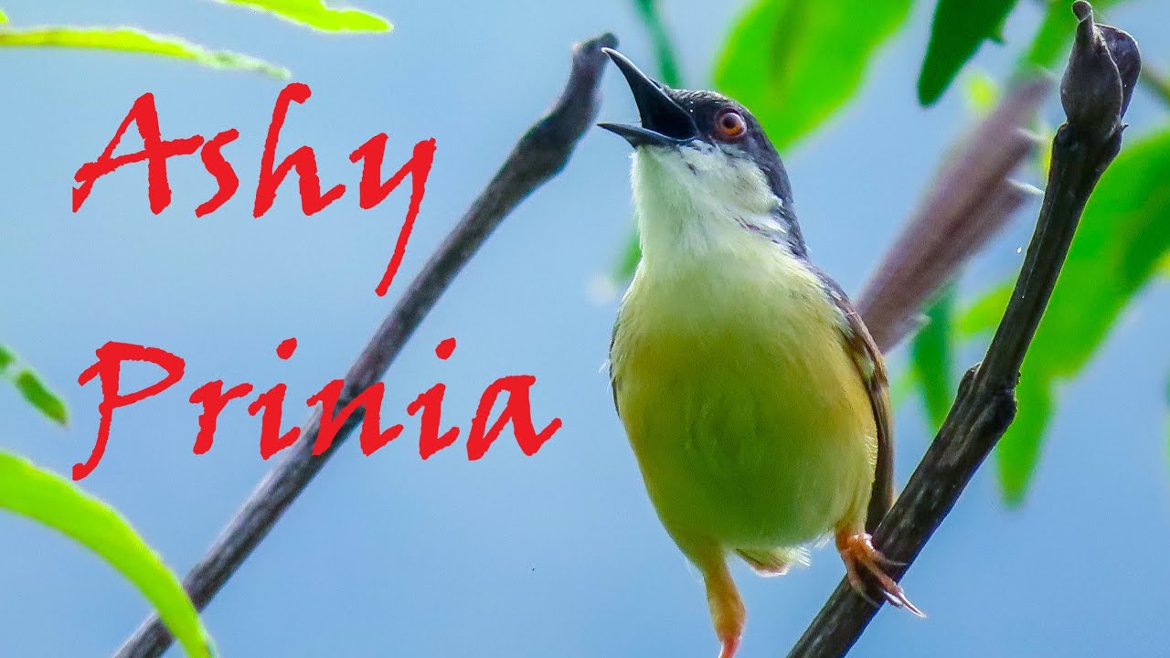 Ashy Prinia Calling | Jim Corbett National Park & tiger reserve ...