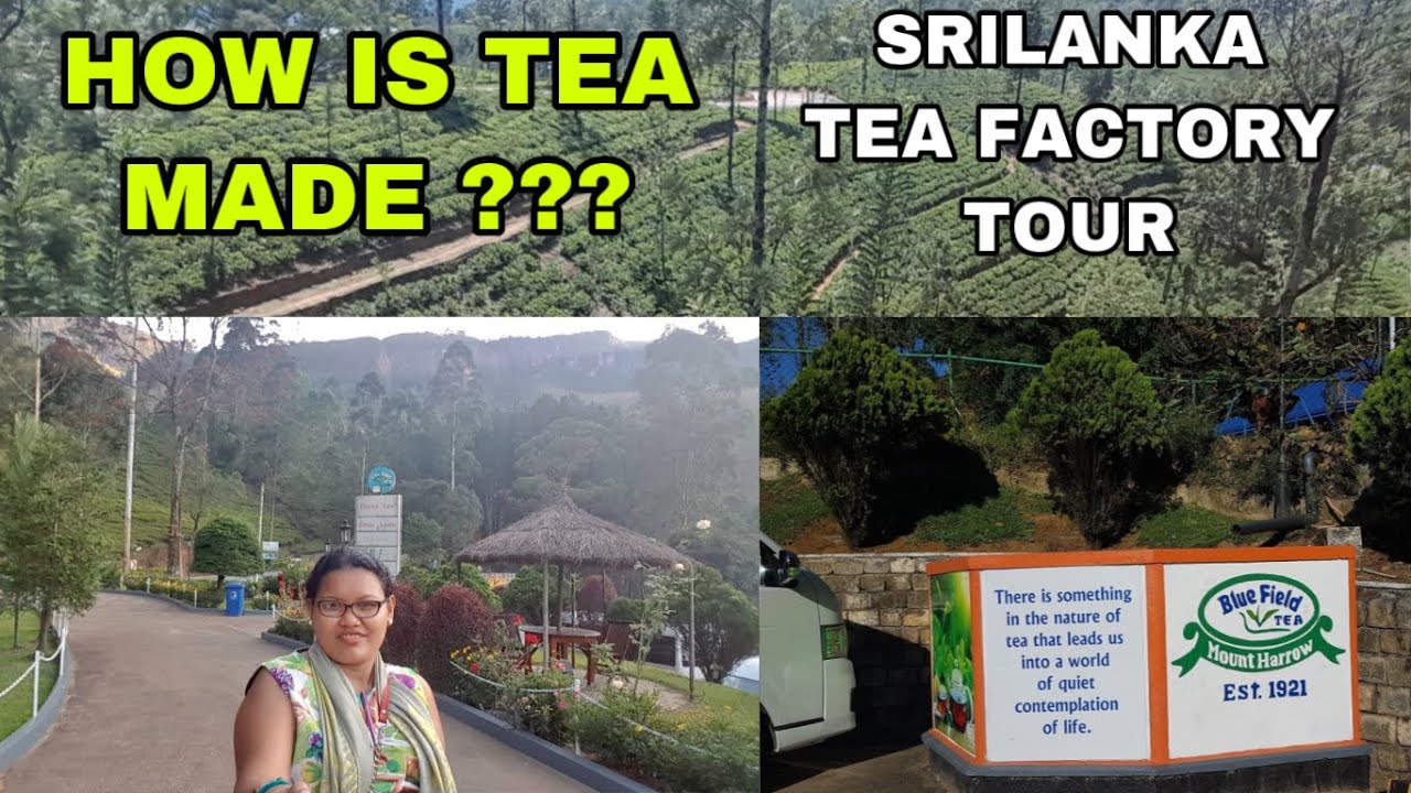 BLUEFIELD TEA FACTORY TOUR IN NUWARA ELIYA SRI LAKA | HOW TEAS ARE ...