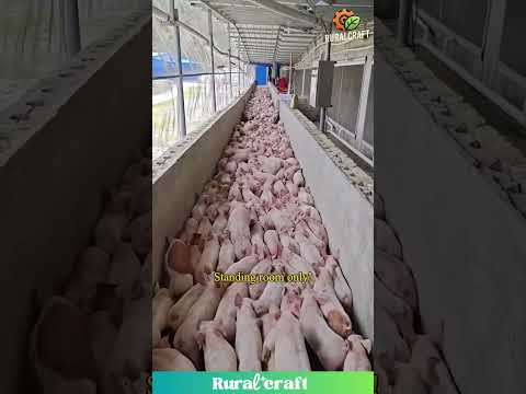 This Pig Farm is PACKED! #pigs #farming #wow