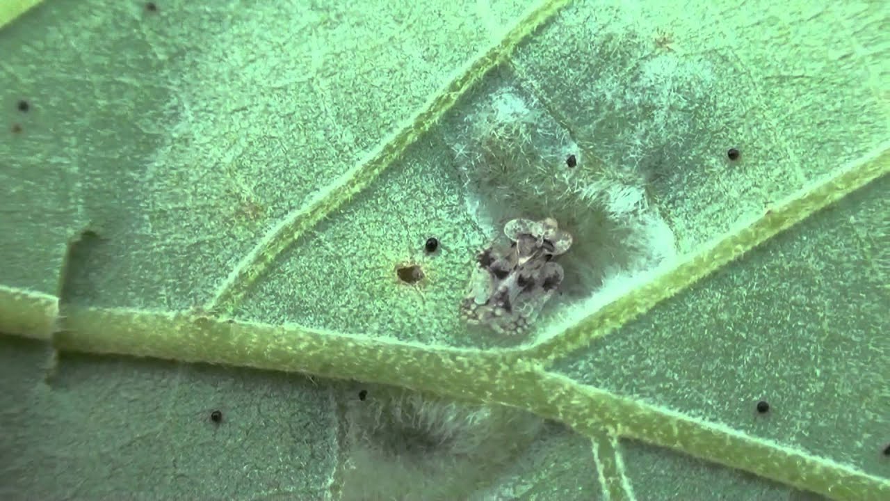 Leaf Life: Oak Lace Bug - YouTube