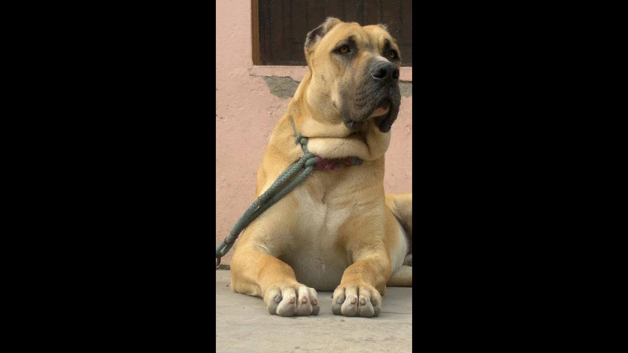 Pakistani Mastiff – Bully Kutta – Bull Mastiff - YouTube