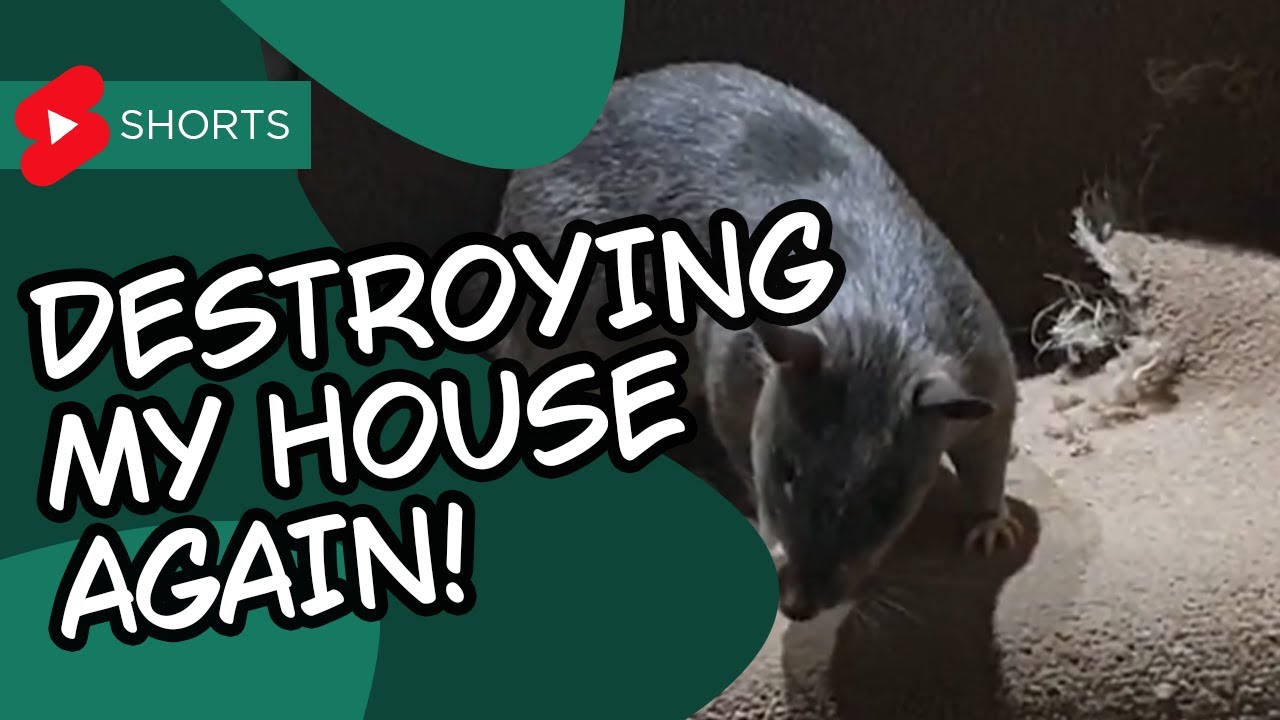 Pouched Rat Destroying owners home! - YouTube