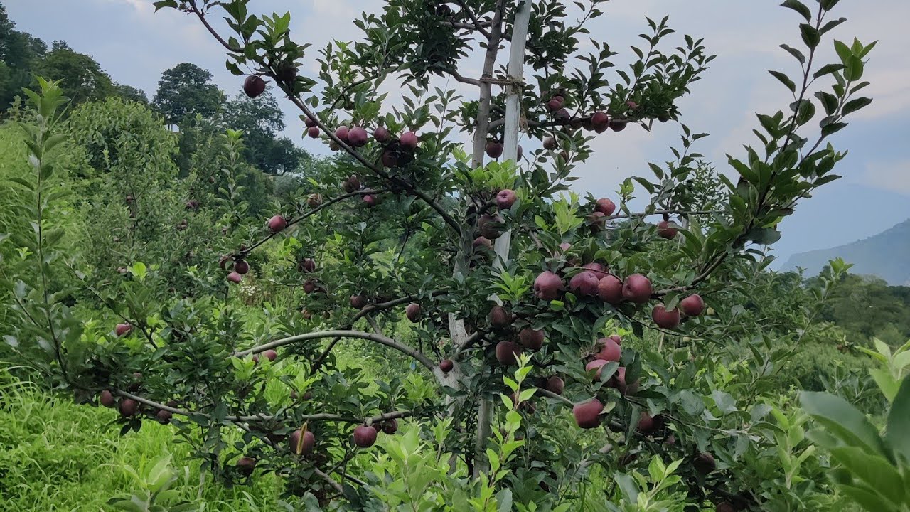 M111 VS M7 ROOTSTOCK CROP LOAD 5 JULY 2023. - YouTube