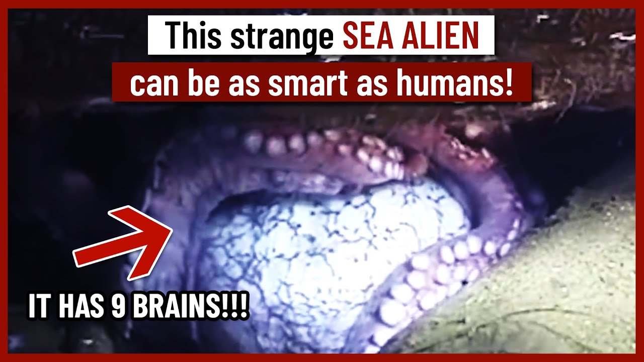 This strange SEA ALIEN can be as smart as humans! - YouTube