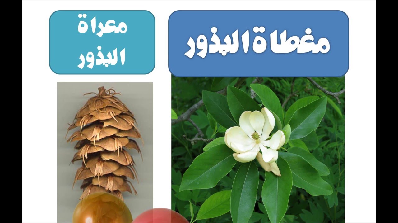 تصنيف النباتات من تقديم الرائعة غيداء المسند Youtube