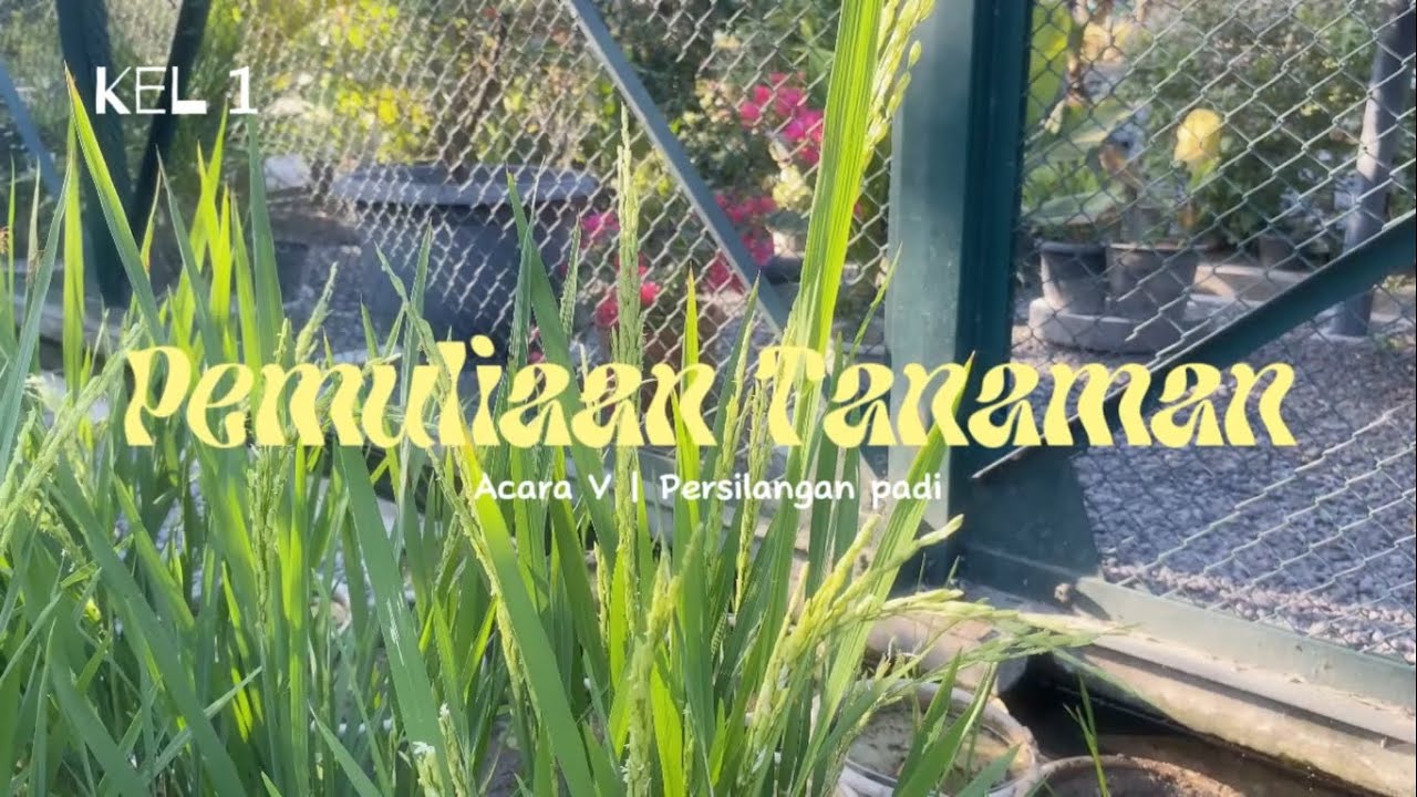 Video persilangan tanaman padi_Kelompok 1_Golongan C4 - YouTube
