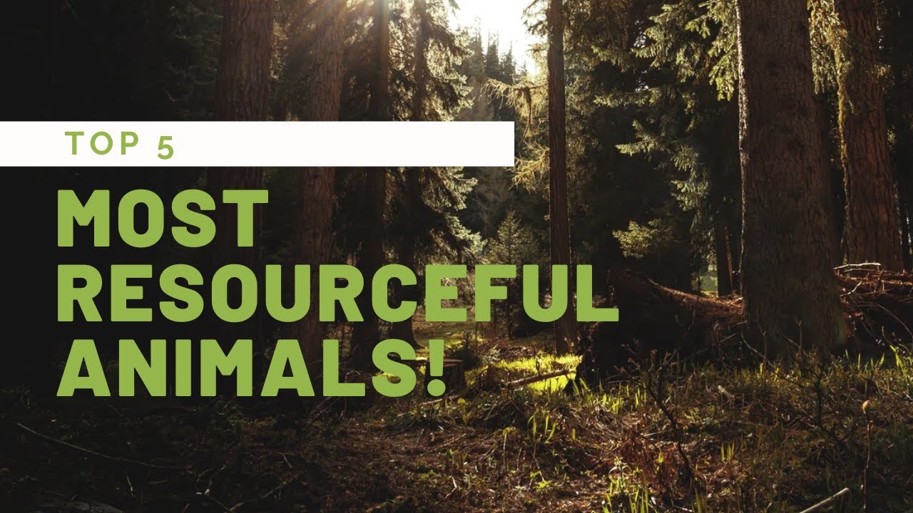 Top 5 Most Resourceful Animals! - YouTube