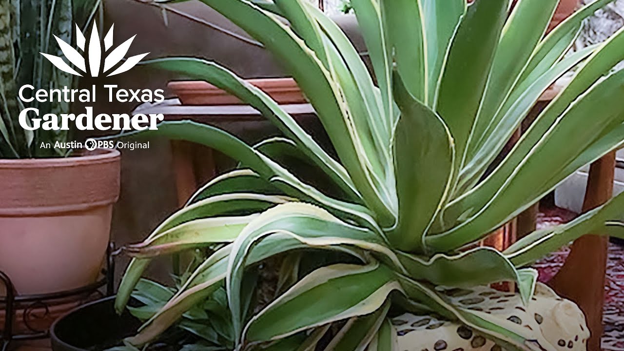 Overgrown Agave: How to Cut Off? - YouTube