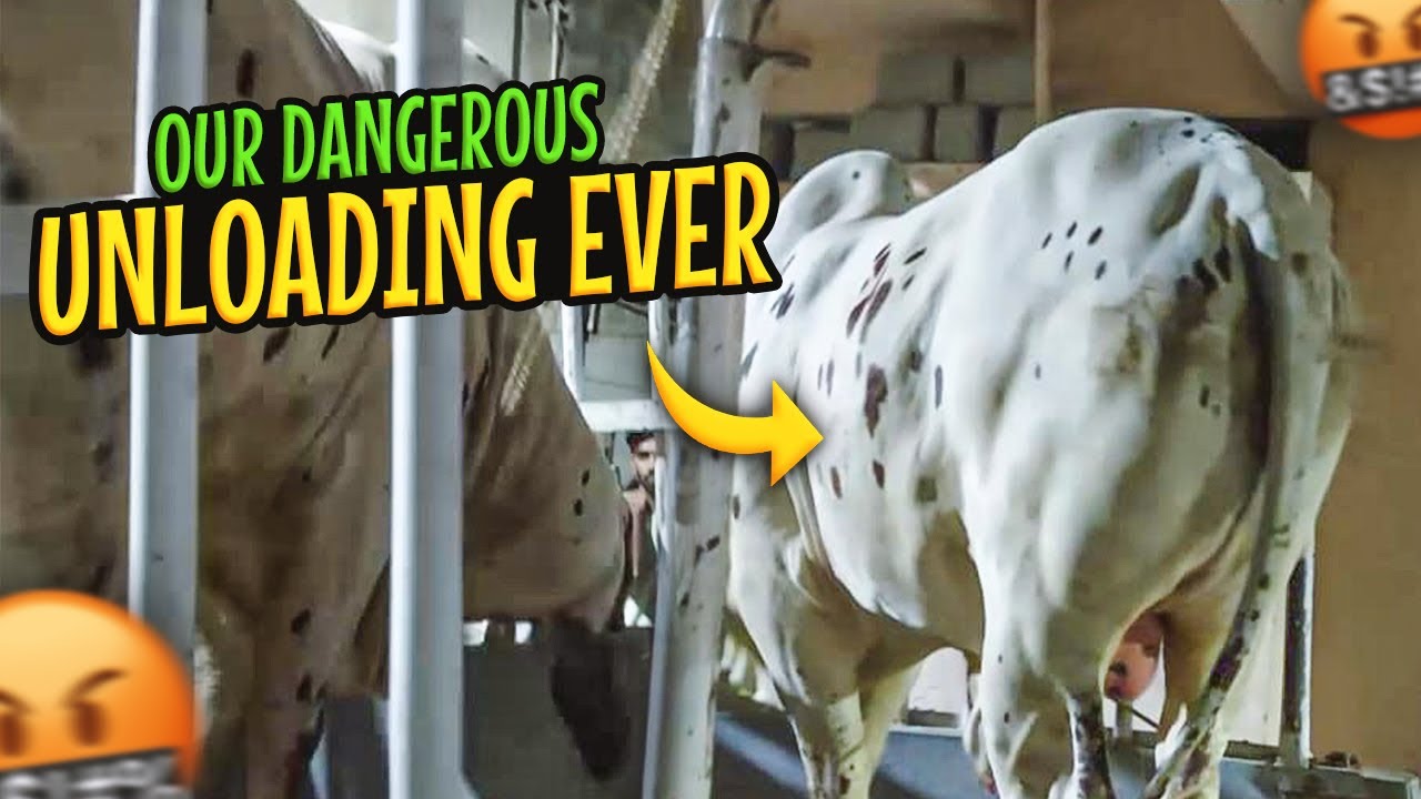 MOST DANGEROUS UNLOADING OF 2024 🤬 | Shapatar Bachra 🤯 | Cow Unloading ...