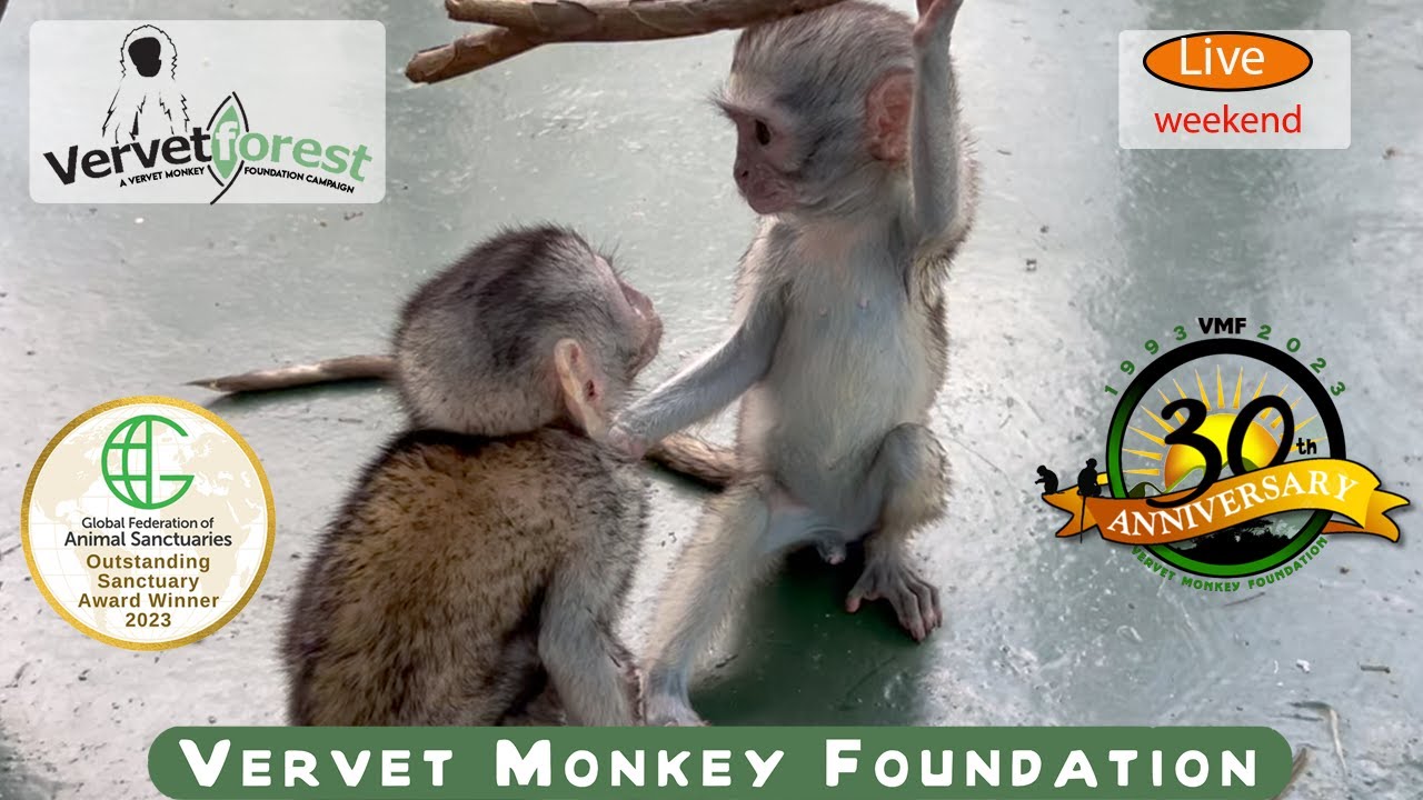 Live: experience baby monkey arrivals and progress to foster monkey ...