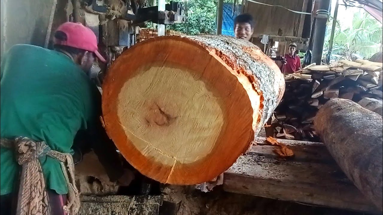 Menggergaji kayu Medang lingkaran 20 inci - YouTube