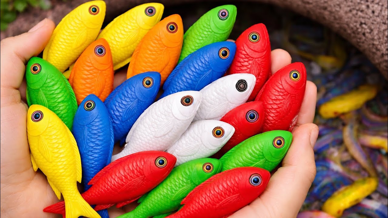 Catch beautiful aquarium fish in small pond baby turtles, eel, pencil ...