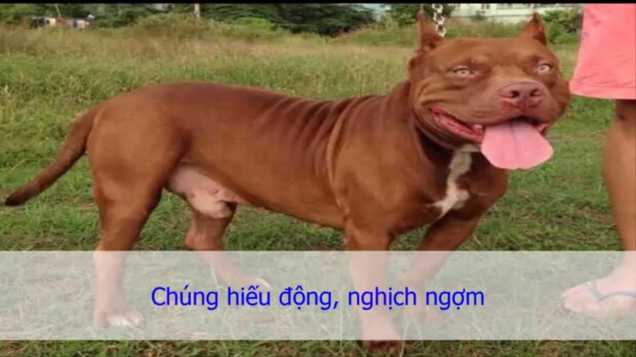 Cách huấn luyện chó Pitbull giữ nhà Vì sao chó Pitbull tấn công người ...
