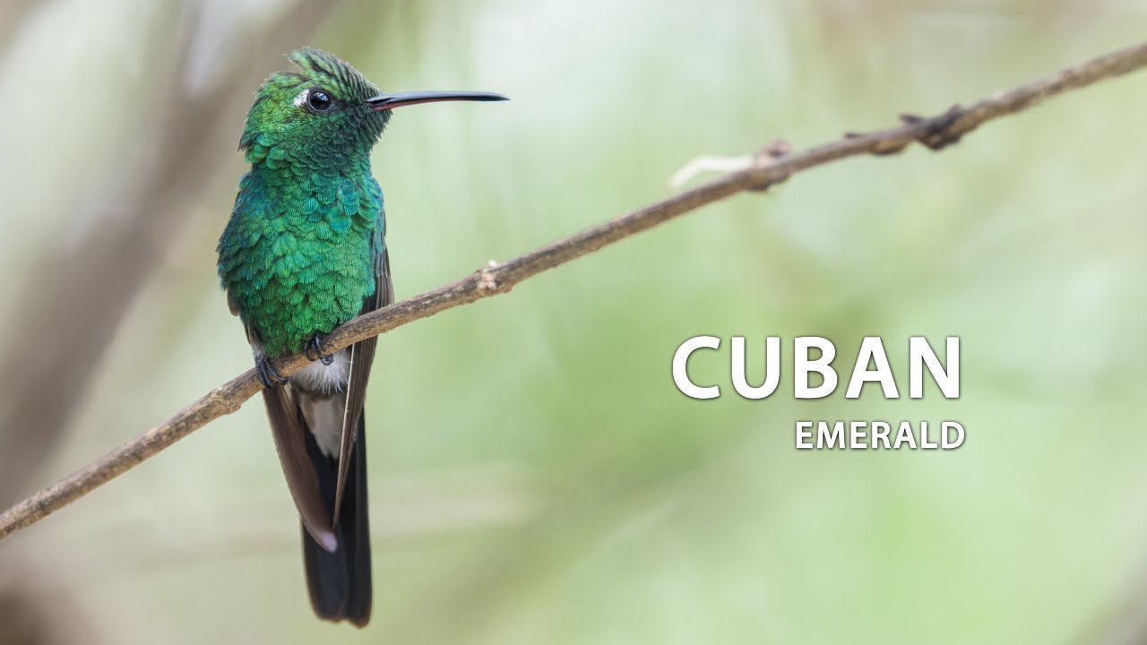 Cuban Emerald #hummingbird #colibrí #beijaflor #picaflor #Cuba - YouTube