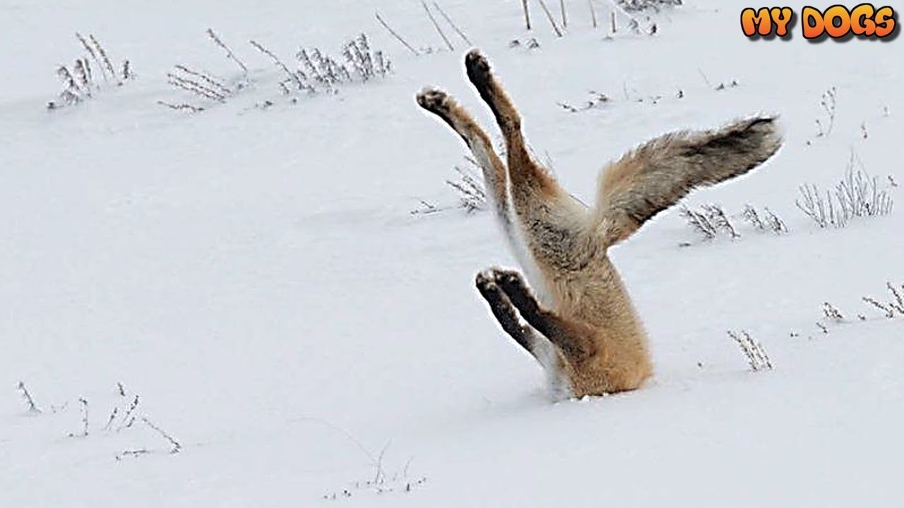 FUNNIEST DOGS in SNOW COMPILATION -Enjoy watching and LAUGH with us ...