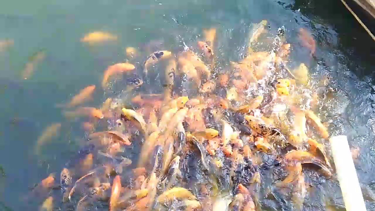 Fish Dance - YouTube