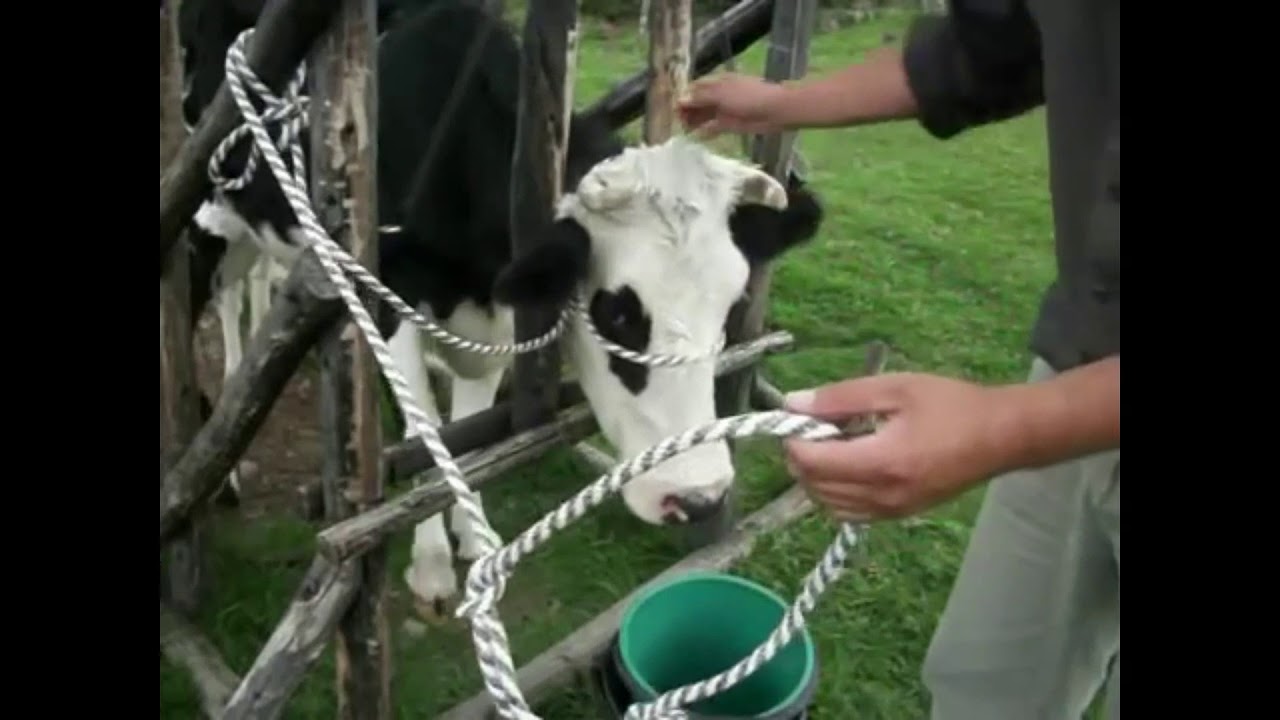 How to make a rope halter (improved) - YouTube