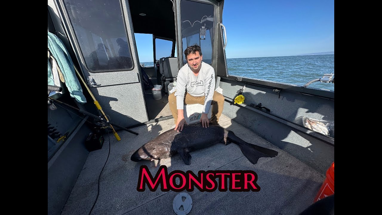 Black Cod fishing. Catching Black Monster - YouTube