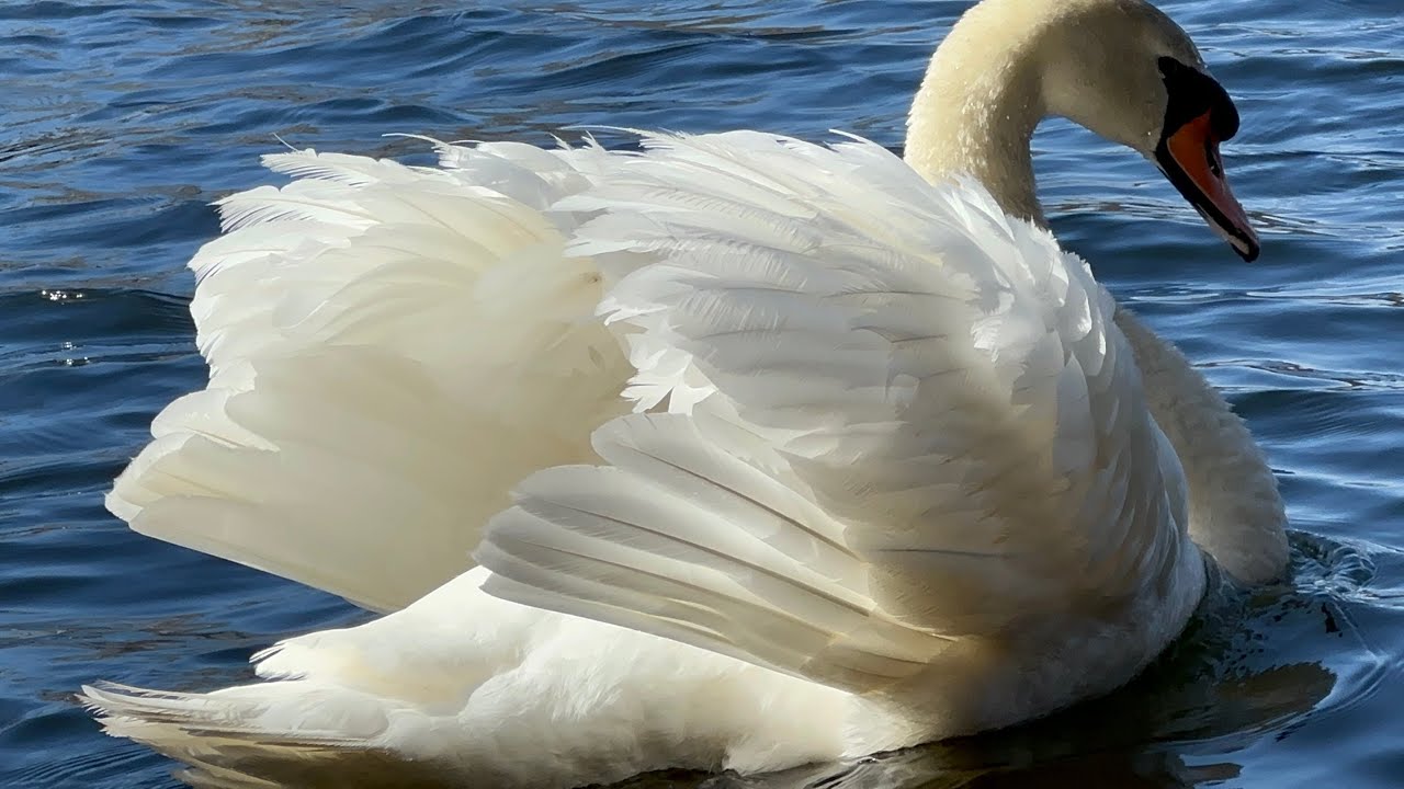 Very Calm Swan Pen With Very Skittish But Dominant Swan Cob! March 31 ...