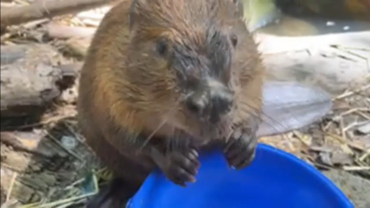 【LIVE】カバ～ビーバー＆ビーバーの赤ちゃん＆ご飯タイム Hippo & Beaver - YouTube