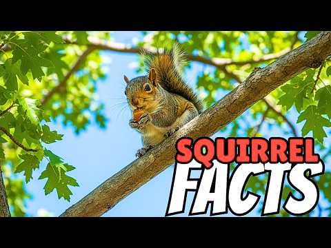 Why Squirrels Do These Strange Things
