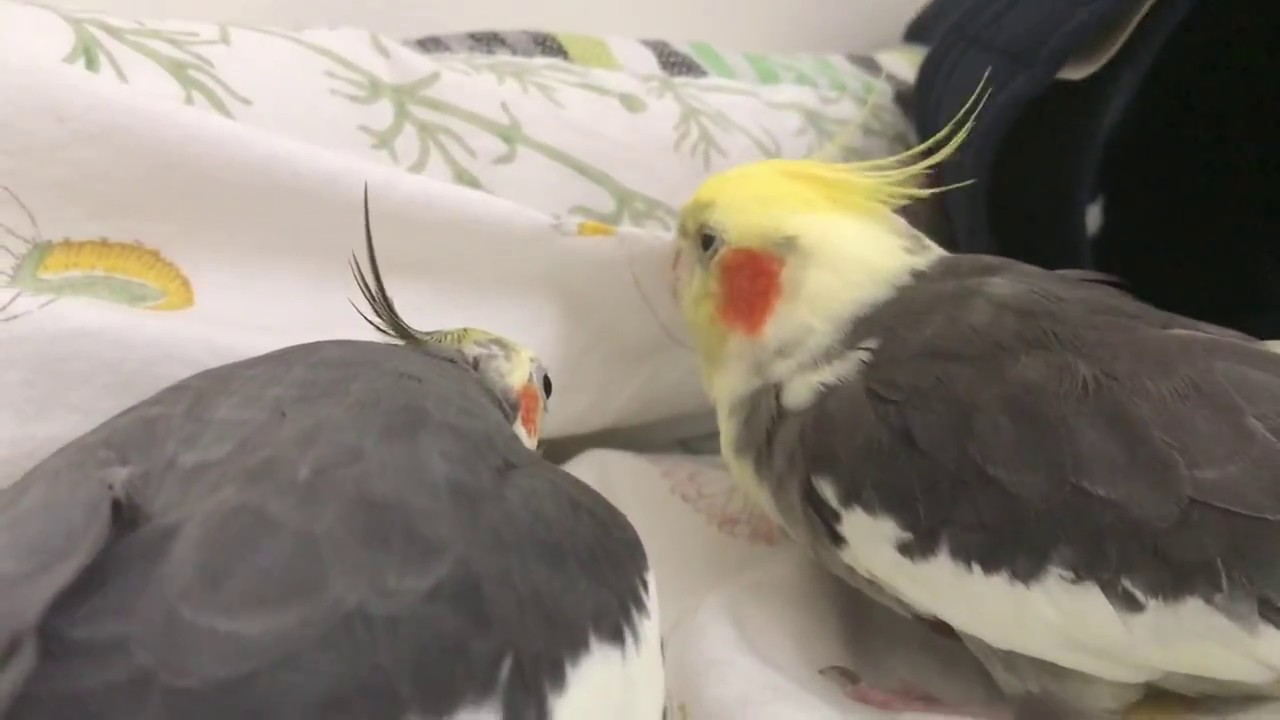 CAN YOU HEAR ME?? - YouTube