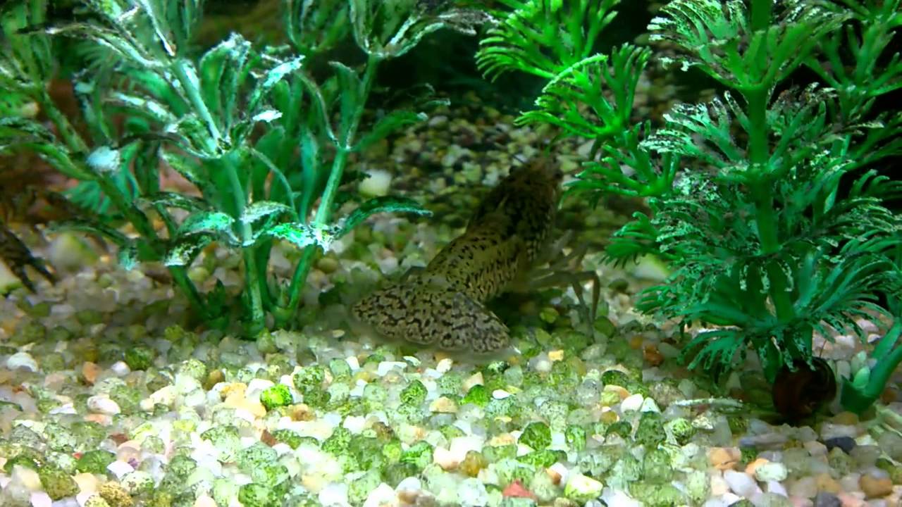 lagostins marmokrebs - YouTube