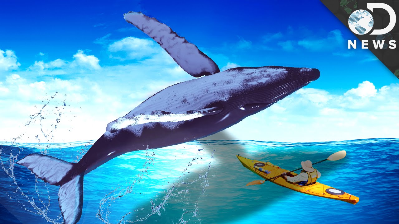 Why Do Whales Breach YouTube why-do-whales-breach-youtube
