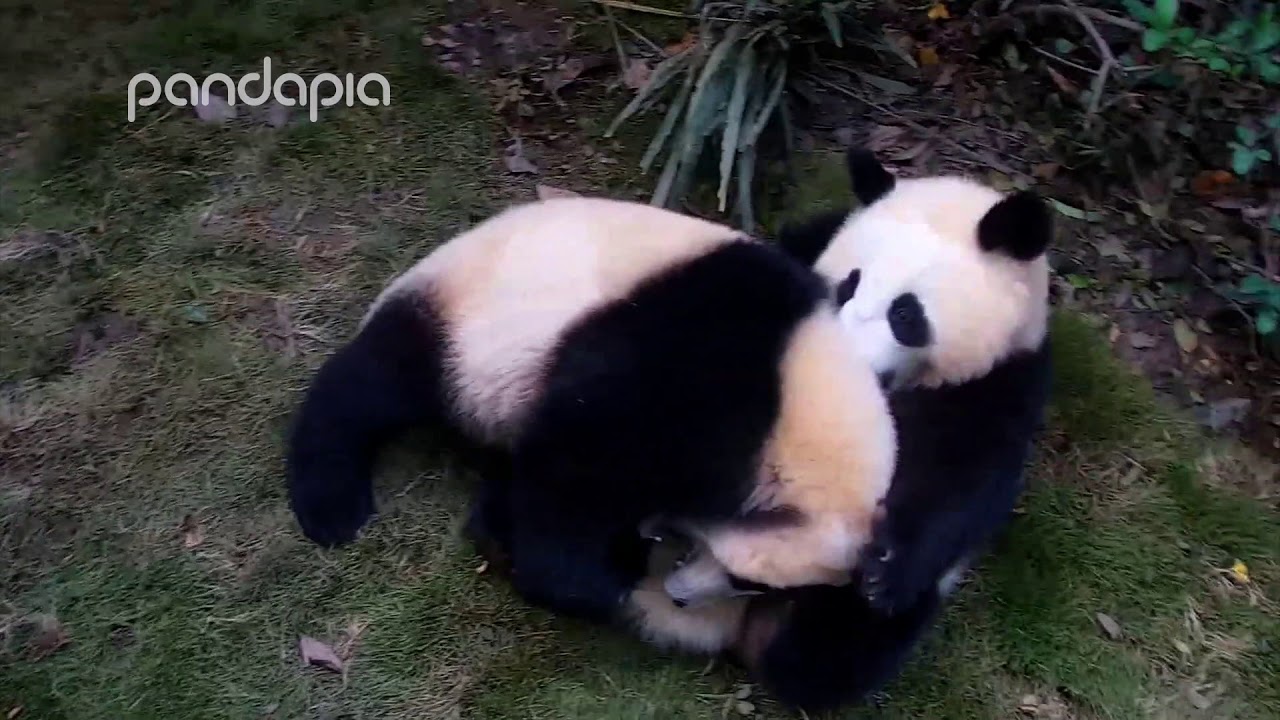 Pandas trying their ninja skills - YouTube