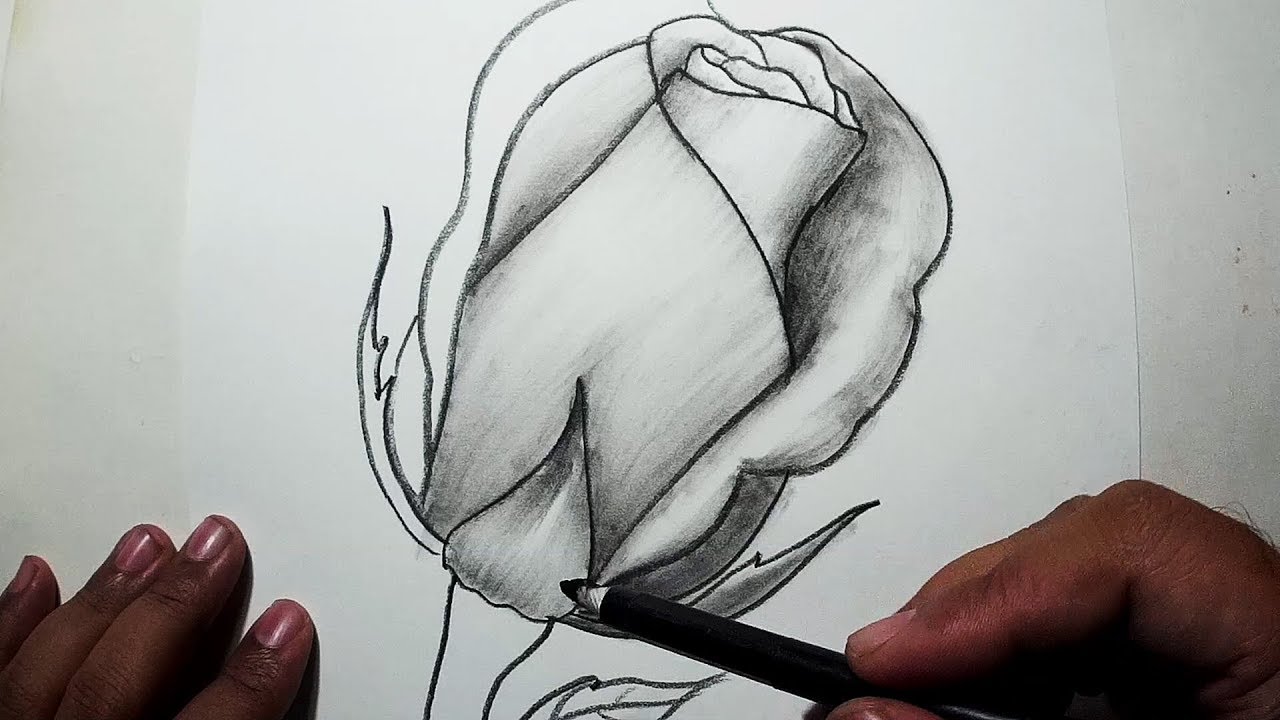 How to Draw A Rose || Easy Sketch, Draw, Shade - YouTube