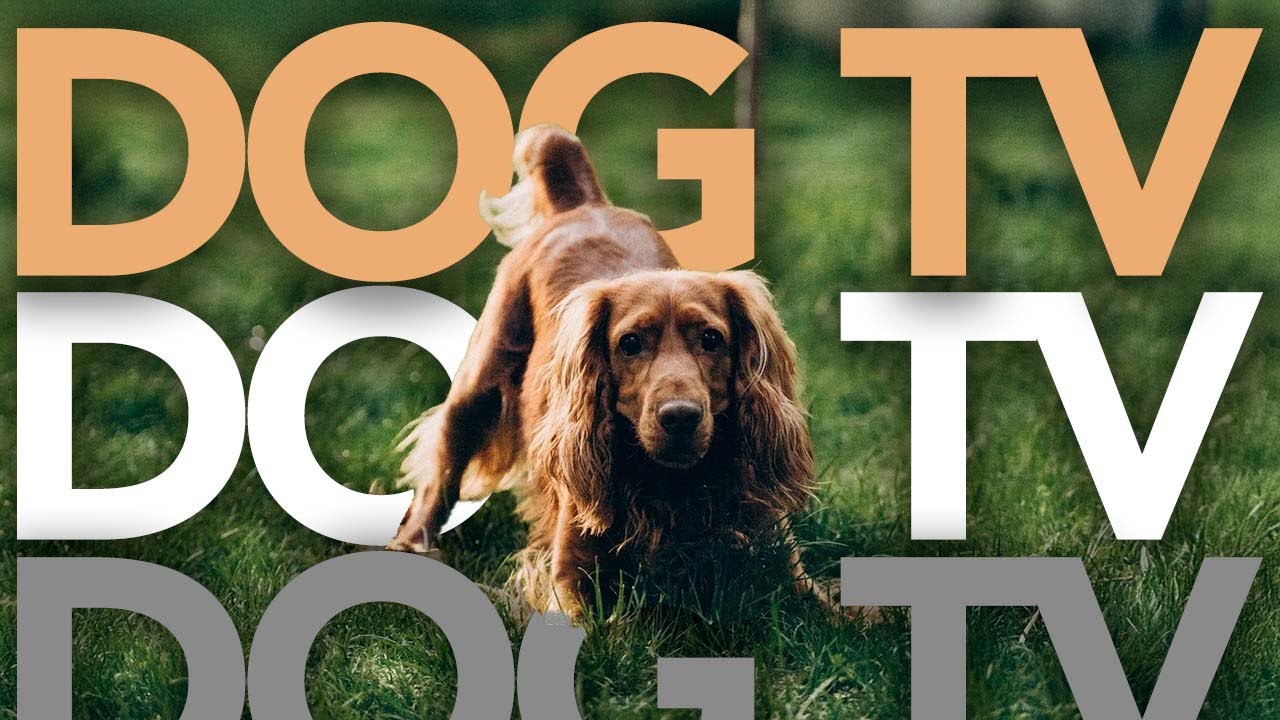 DOG TV - Video Adventure Video for Dogs to Watch - 20 Hour Virtual Dog ...