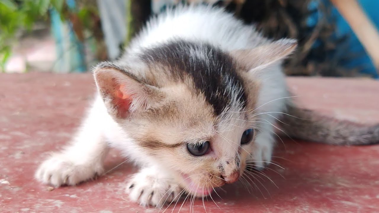 Cute cats and little kittens meowing and talking compilation cats - YouTube