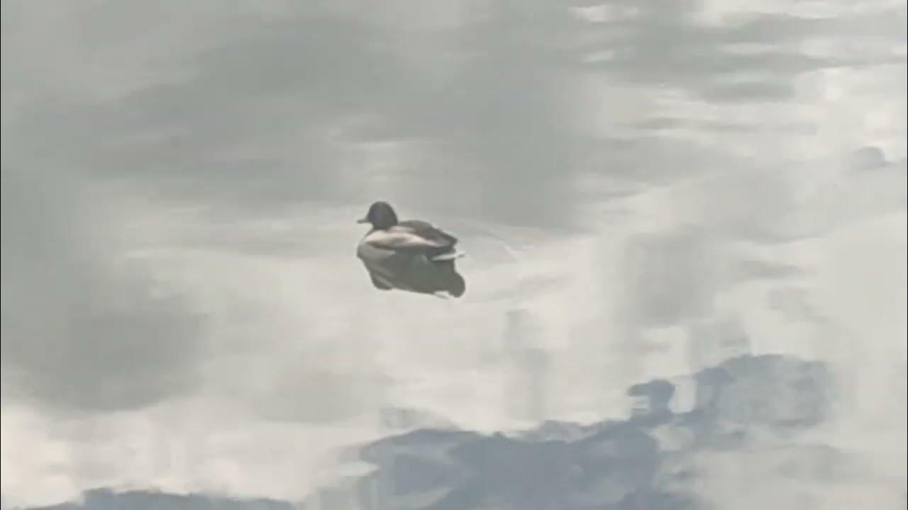 Spring. Duck pond. Drakes, ducks on nests.Calmness.Pacification ...