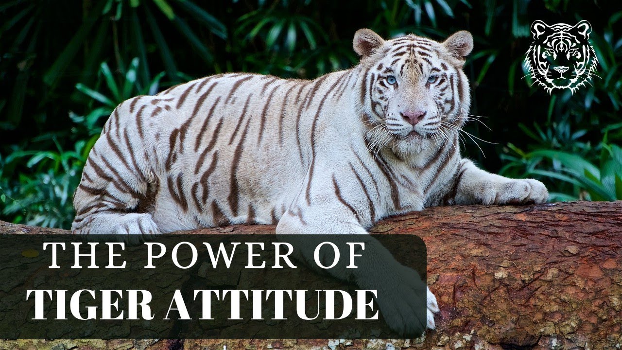 "The Power Of Tiger Attitude - 5 Attitudes To Learn From Tiger | Best ...