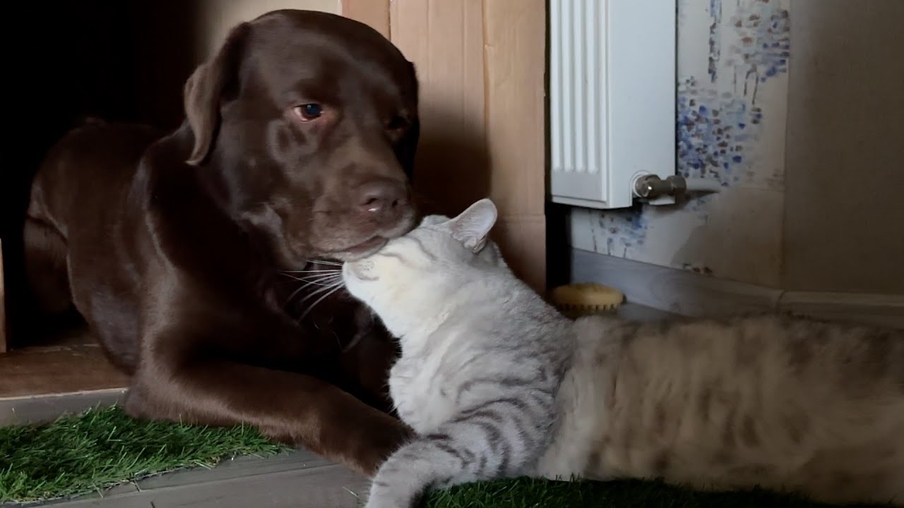 The Cutest Morning Routine Between Cat and Dog! - YouTube