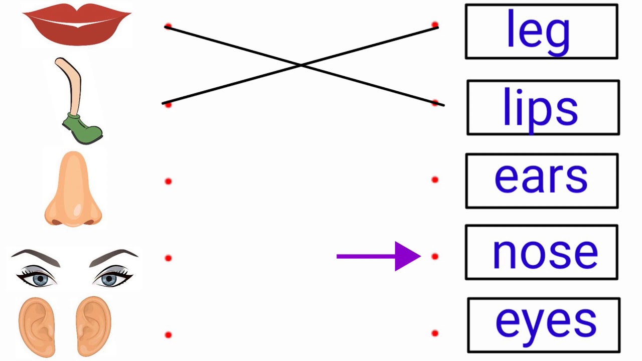 Match the body parts with their names Science Activity Class UKG ...