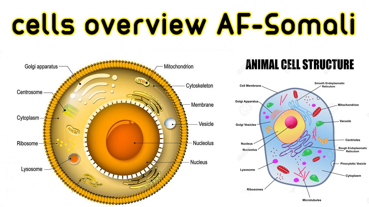 CELLS OVERVIEW | AFSOMALI - YouTube