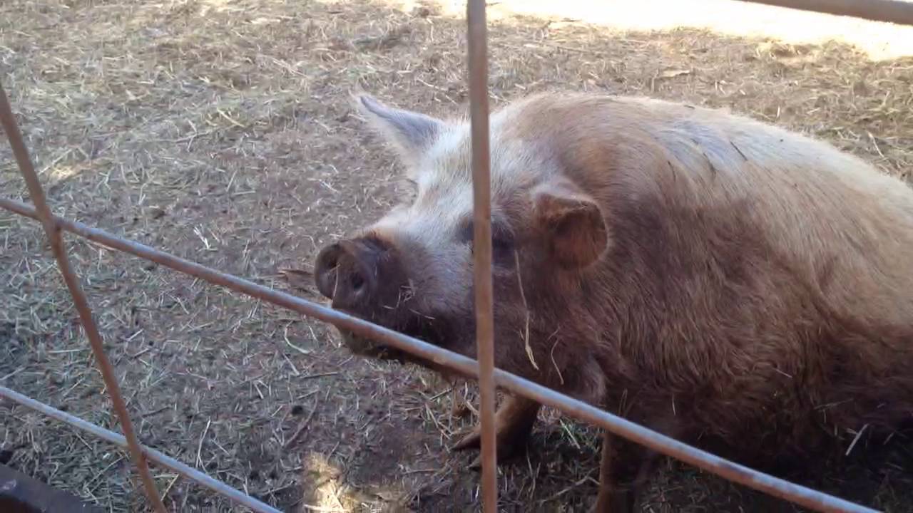 Lahaina Animal farm fun - YouTube