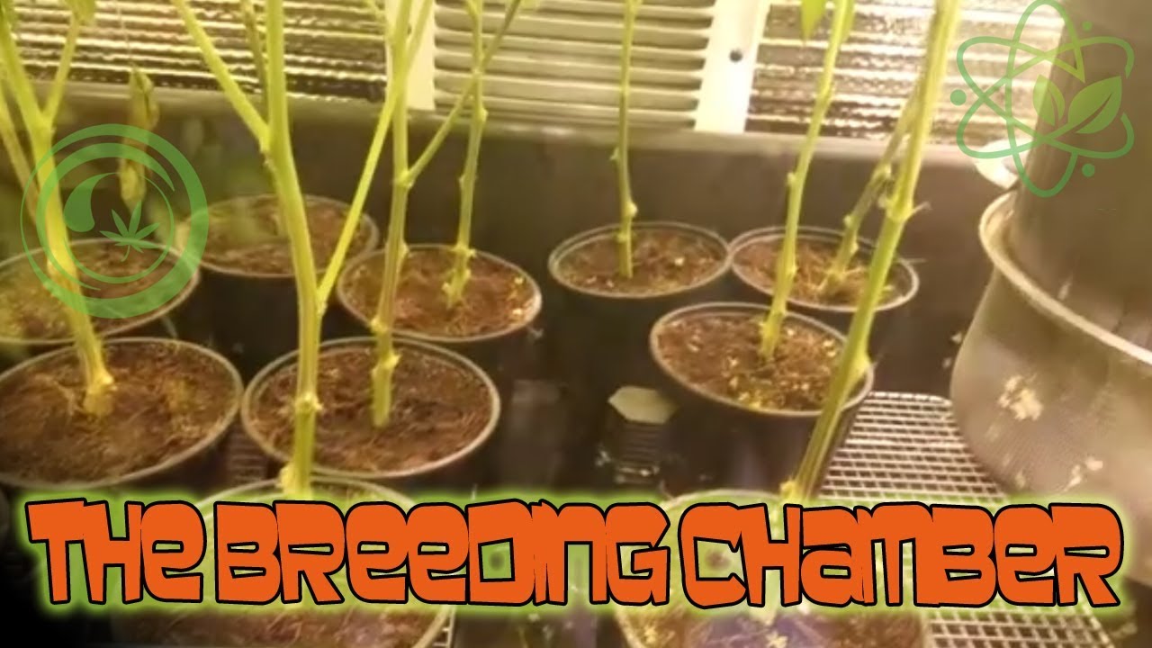 The Breeding Chamber - S3E5 - YouTube