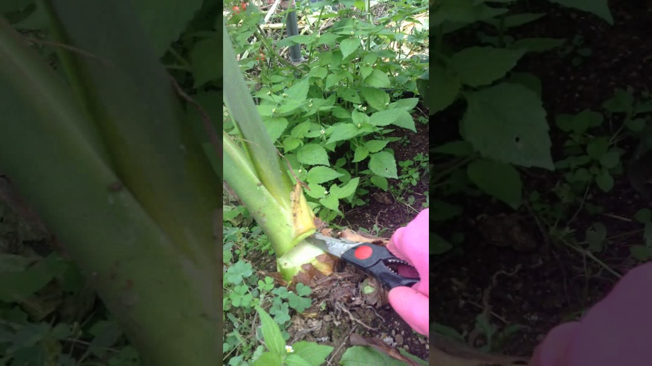 Harvesting Taro Root 2016 - YouTube
