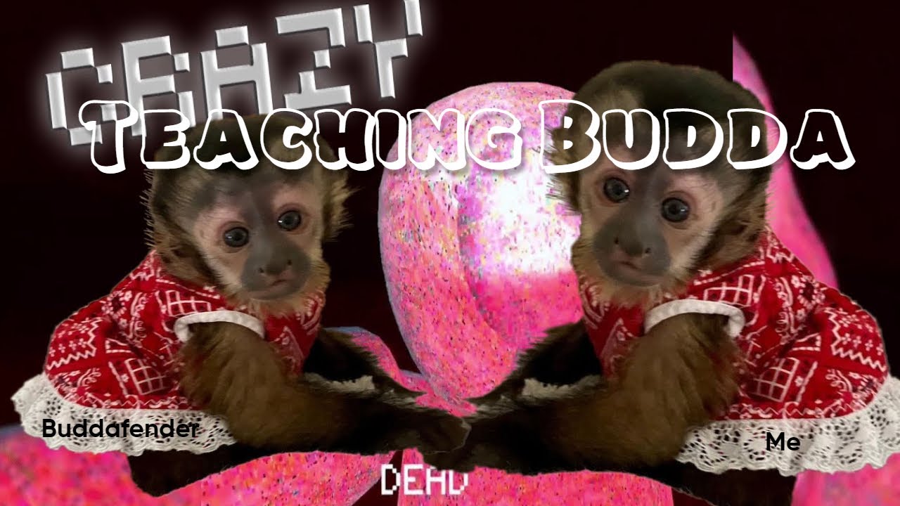 Teaching BuddaFender How to play Capuchin! - YouTube