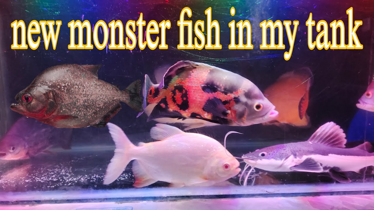 New monster fish in my tank ( ek new fish ki entry mere tank mai )😮 ...