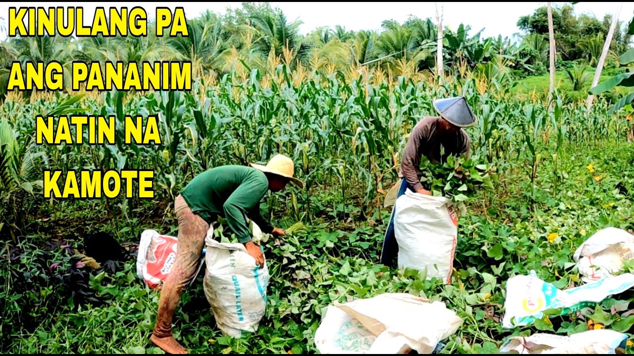 IBAT IBANG URI NG PANANIM SA KAINGIN NI TIYO PAG HINGE NG PANANIM NA ...