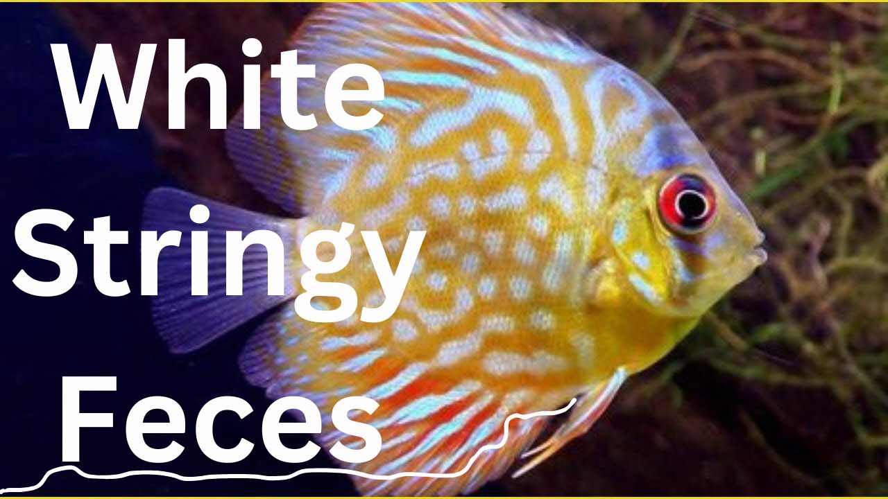 "How to Treat White Stringy Feces in Discus Fish | Step-by-Step Guide ...