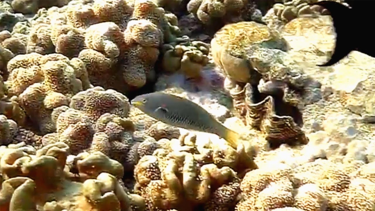 Bluelined wrasse (Stethojulis albovittata) female, Стетоюлис ...